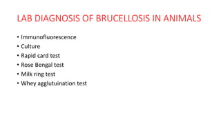 Brucella ankur vashishtha | PPTX