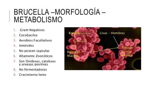 Brucella – bordetella – moraxella