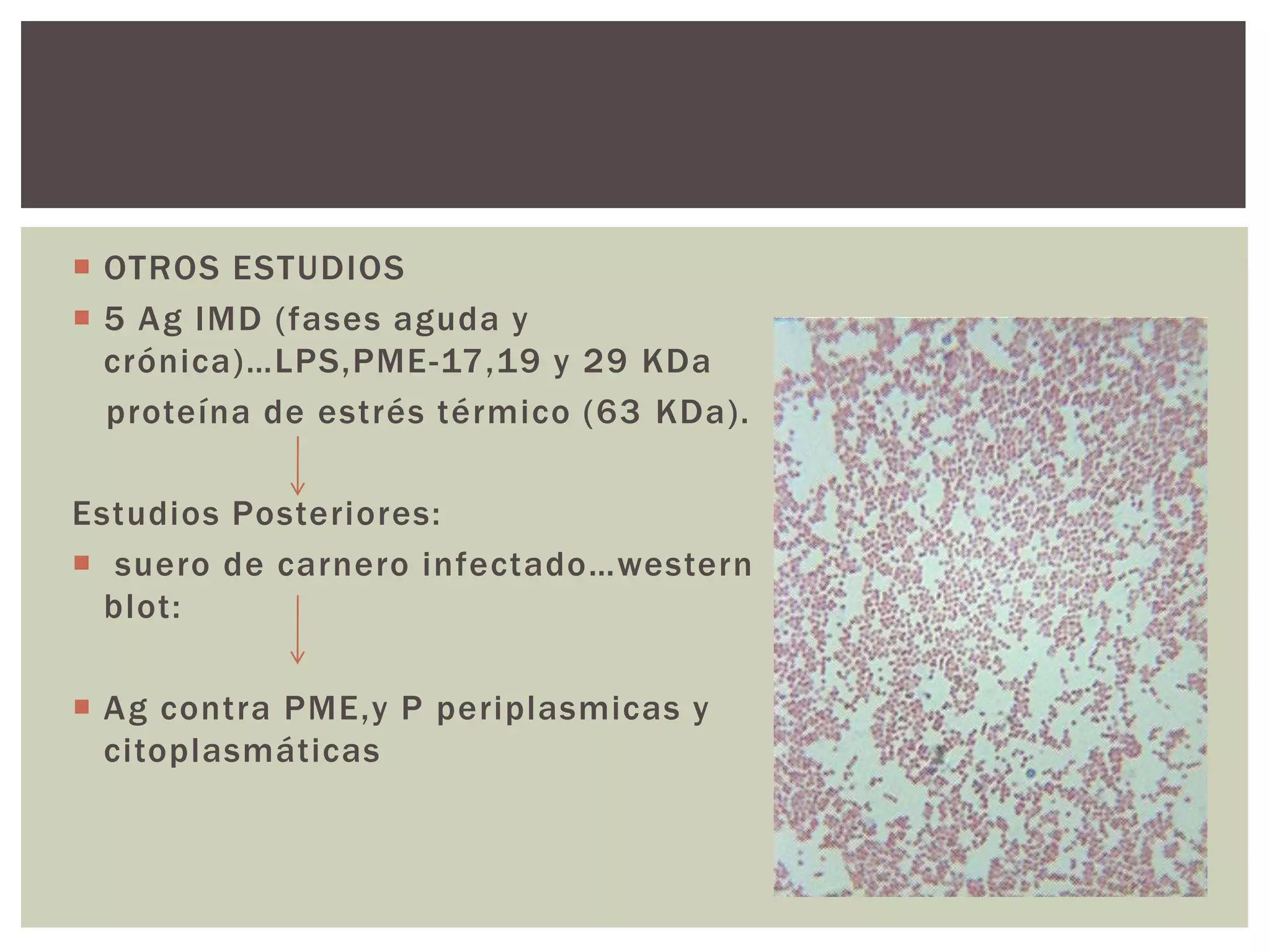 Brucella ovis | PPTX