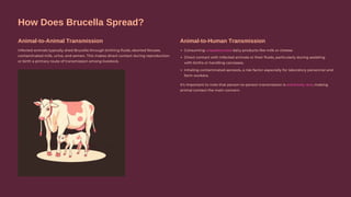 brucella species .Veterinary Bacteriology.pdf