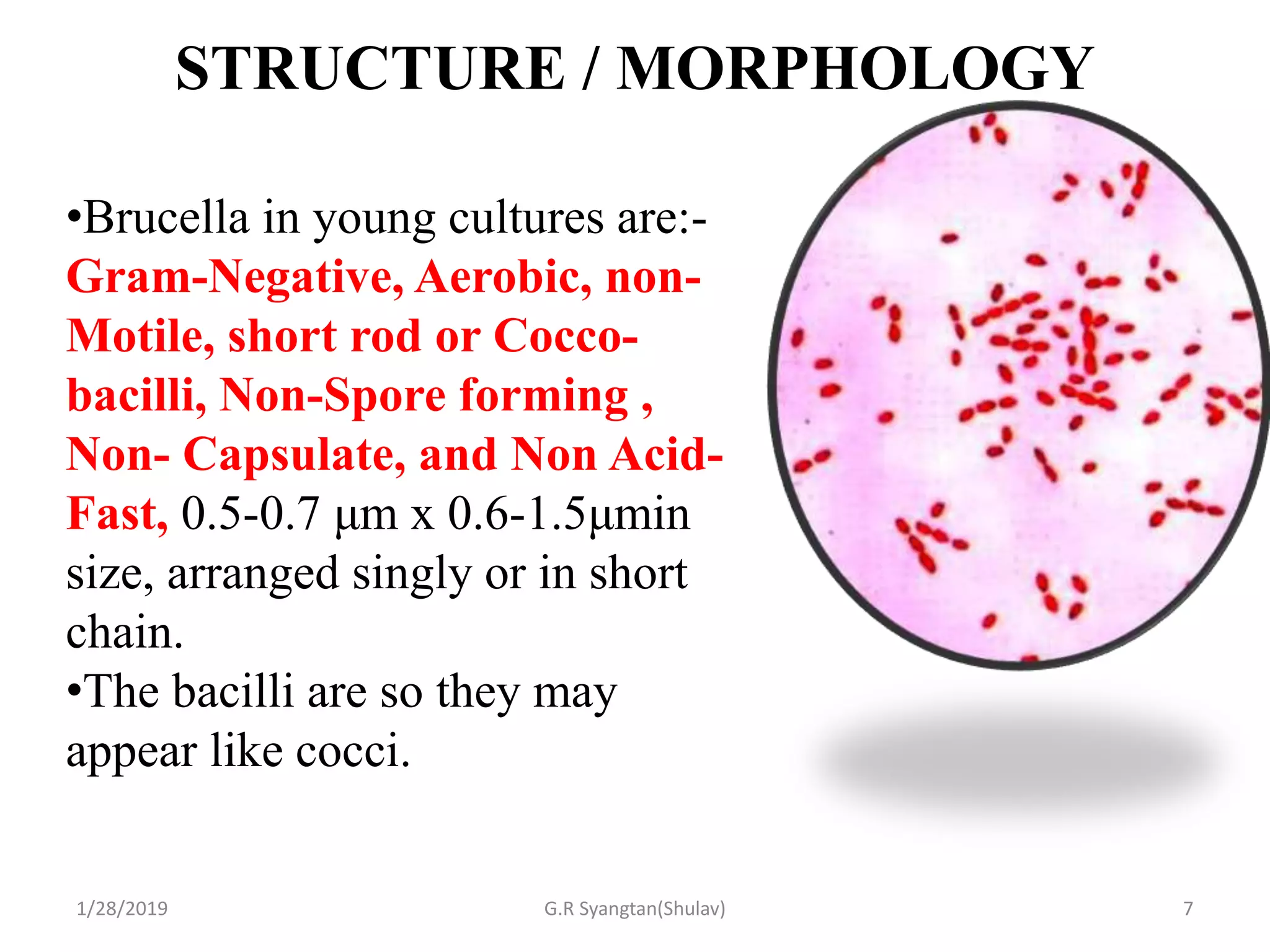 Brucella spp /Brocellosis | PPTX