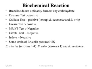 Brucella spp /Brocellosis | PPTX