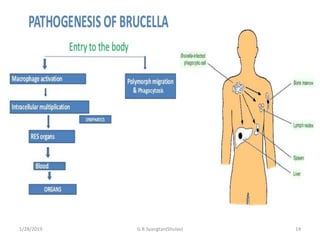 Brucella spp /Brocellosis | PPTX