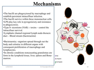 Brucella spp /Brocellosis | PPTX