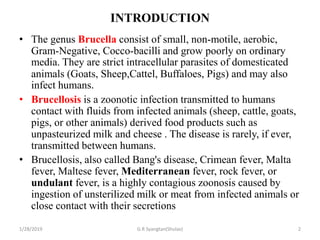 Brucella spp /Brocellosis | PPTX