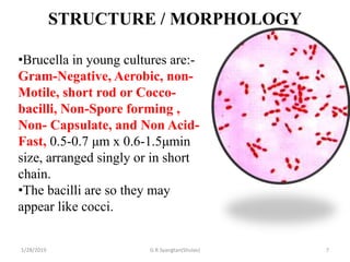 Brucella spp /Brocellosis | PPTX