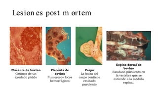 Brucella en bovinos | PDF