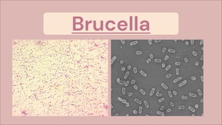 Brucella y Mycoplasma (1)_compressed (1).pdf