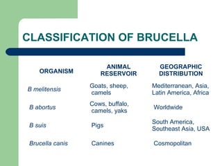 Brucellosis | PPT
