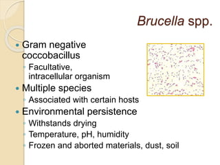 Brucellosis | PPTX