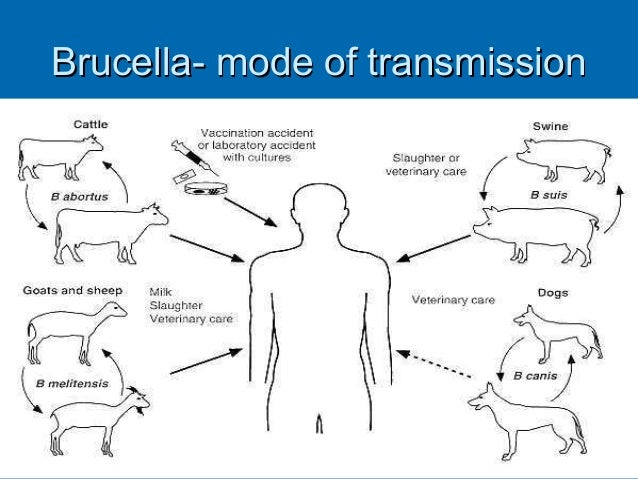 Brucellosis