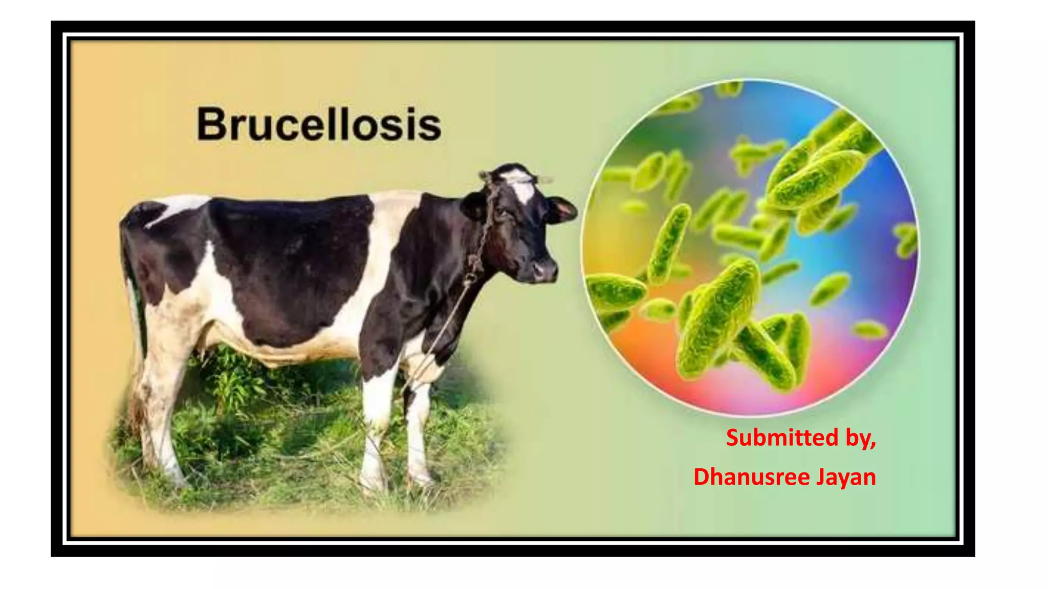 brucellosis.pptx | Infectious Diseases | Diseases and Conditions