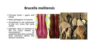 brucellosis.pptx | Infectious Diseases | Diseases and Conditions