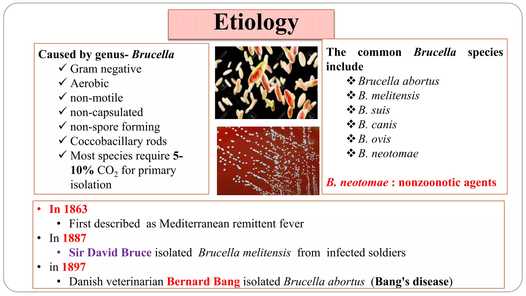 Brucellosis.ppt