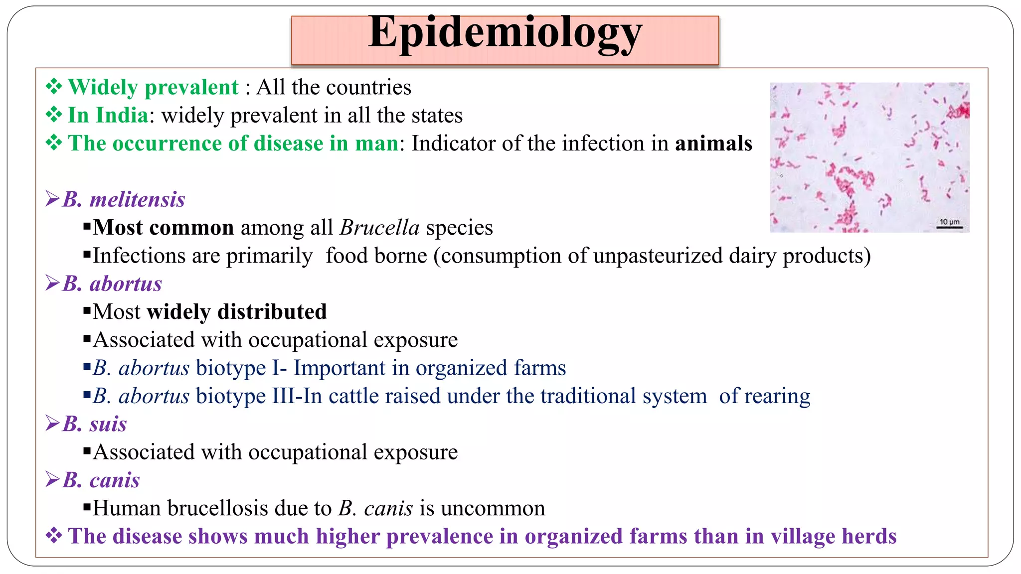 Brucellosis.ppt