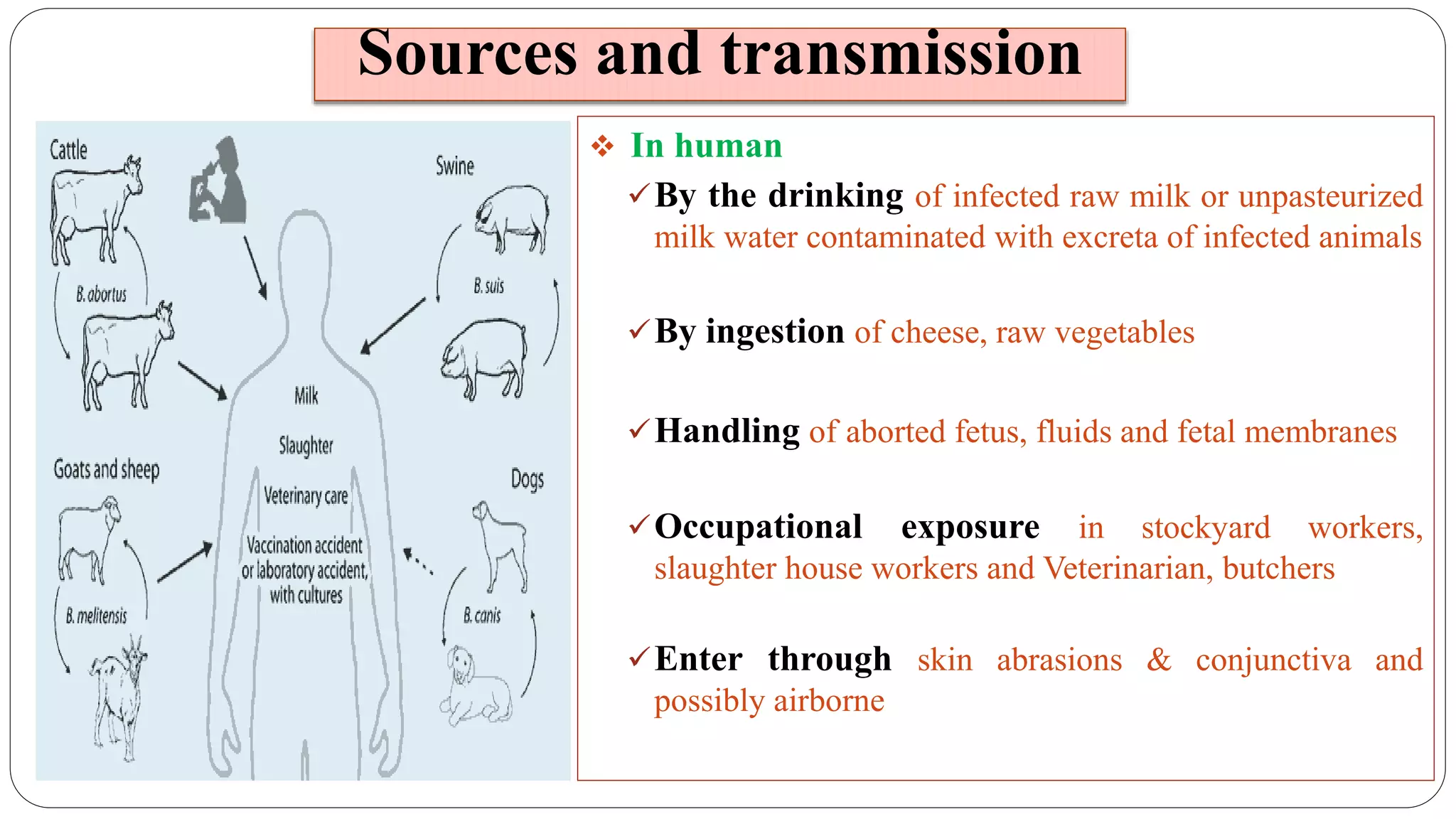 Brucellosis.ppt