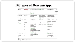 Brucellosis.ppt