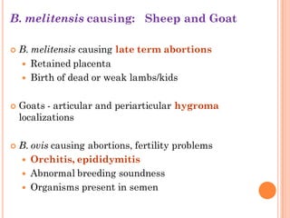brucellosis and clinical features , .pdf