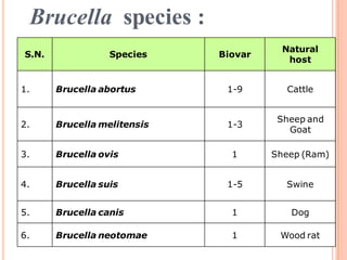 brucellosis and clinical features , .pdf