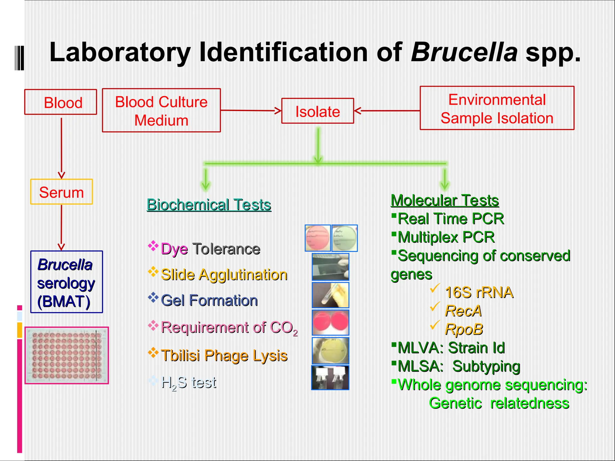 Brucellosis and its public health impact | PPT