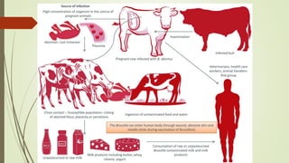 Bacterial disease in animals Brucellosis .ppt