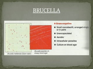 BRUCELLOSIS Candidiasis presented by Dr Taysir Ramadan of Department of ...