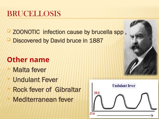 Brucellosis disease or undulatingfever-.pptx