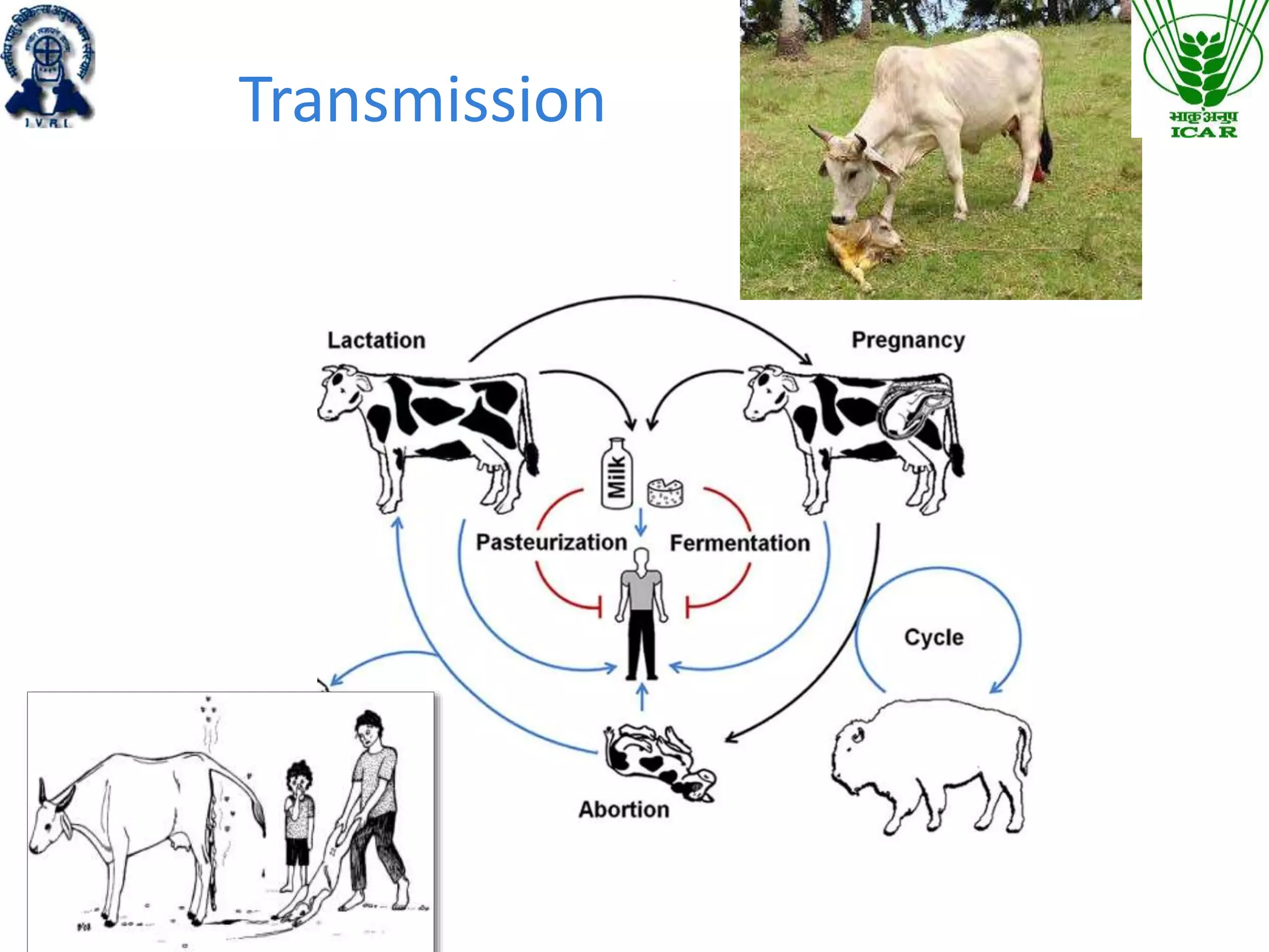 Brucellosis a negative modulator of reproduction | PPT