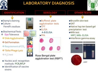 Brucellosis: Epidemiology and Control in india | PPTX