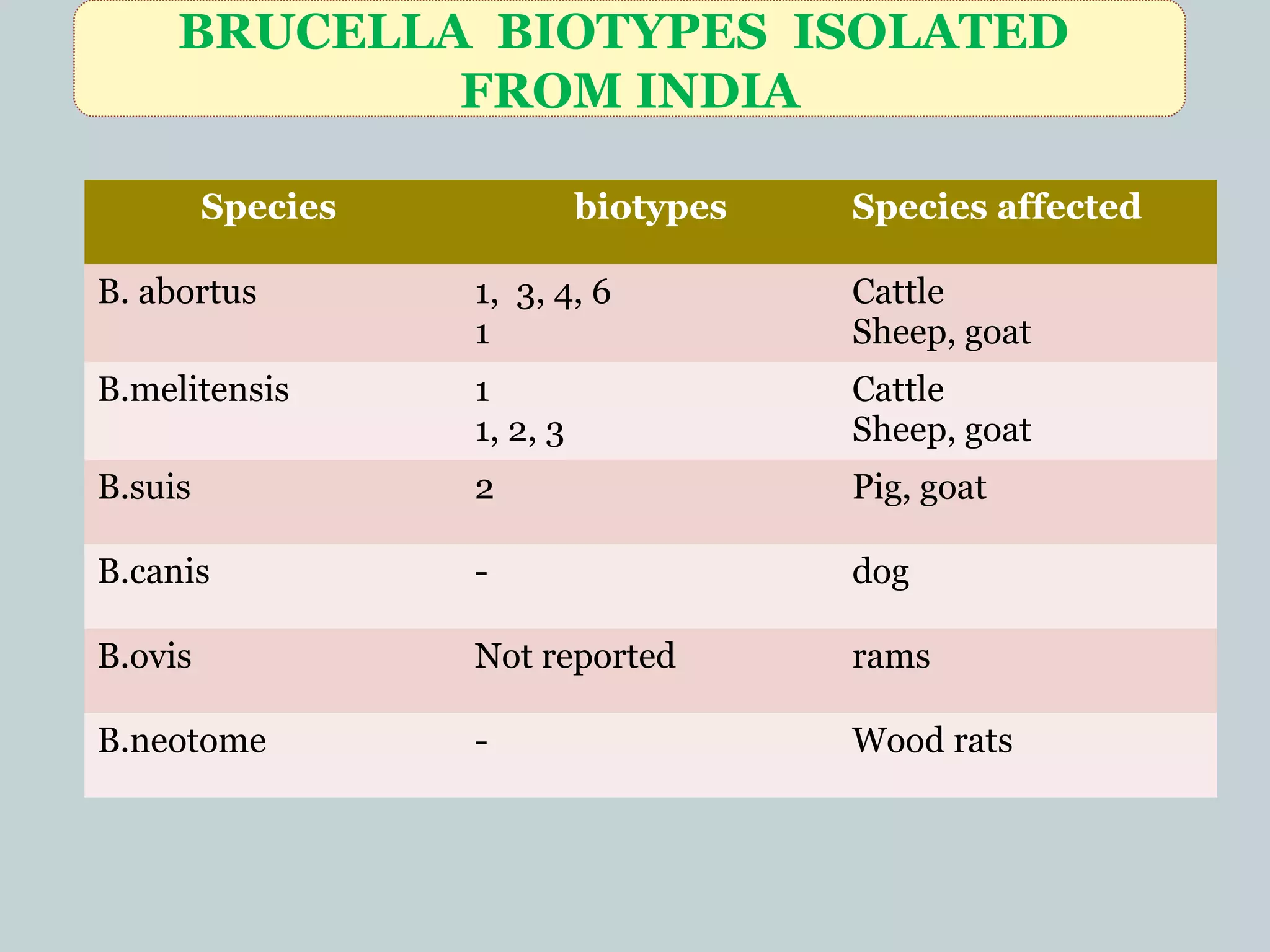 Brucellosis | PPT