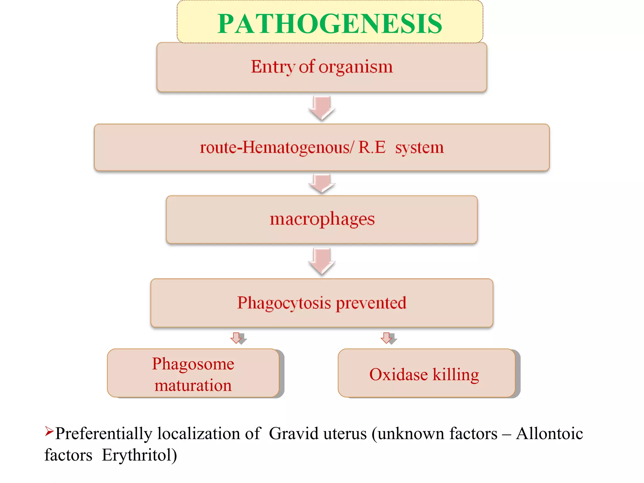 Brucellosis | PPT