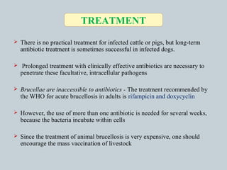 Brucellosis | PPT
