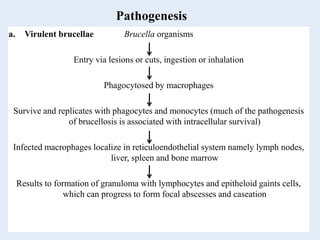 Brucellosis ppt | PPTX