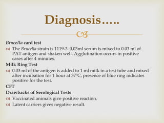Brucellosis | PPTX