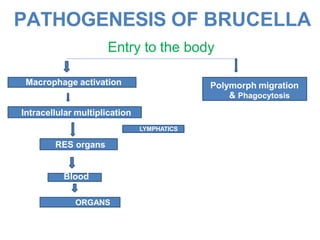 Brucellosis_Dr. J. B. Kathiriya-converted.pptx