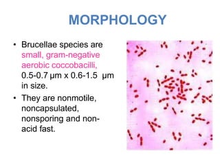 Brucellosis_Dr. J. B. Kathiriya-converted.pptx