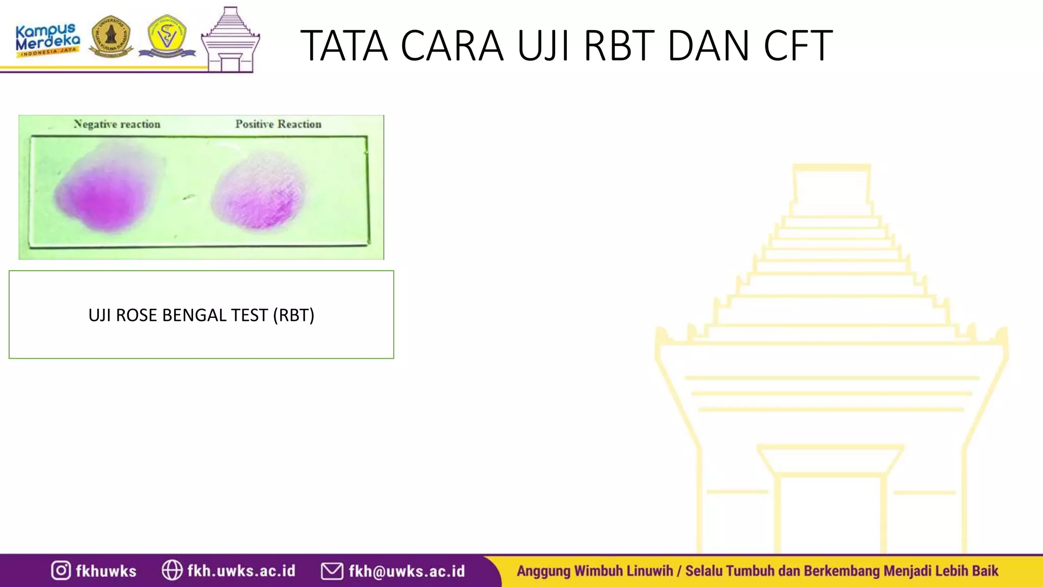 brucellosis drh ivo.pptx