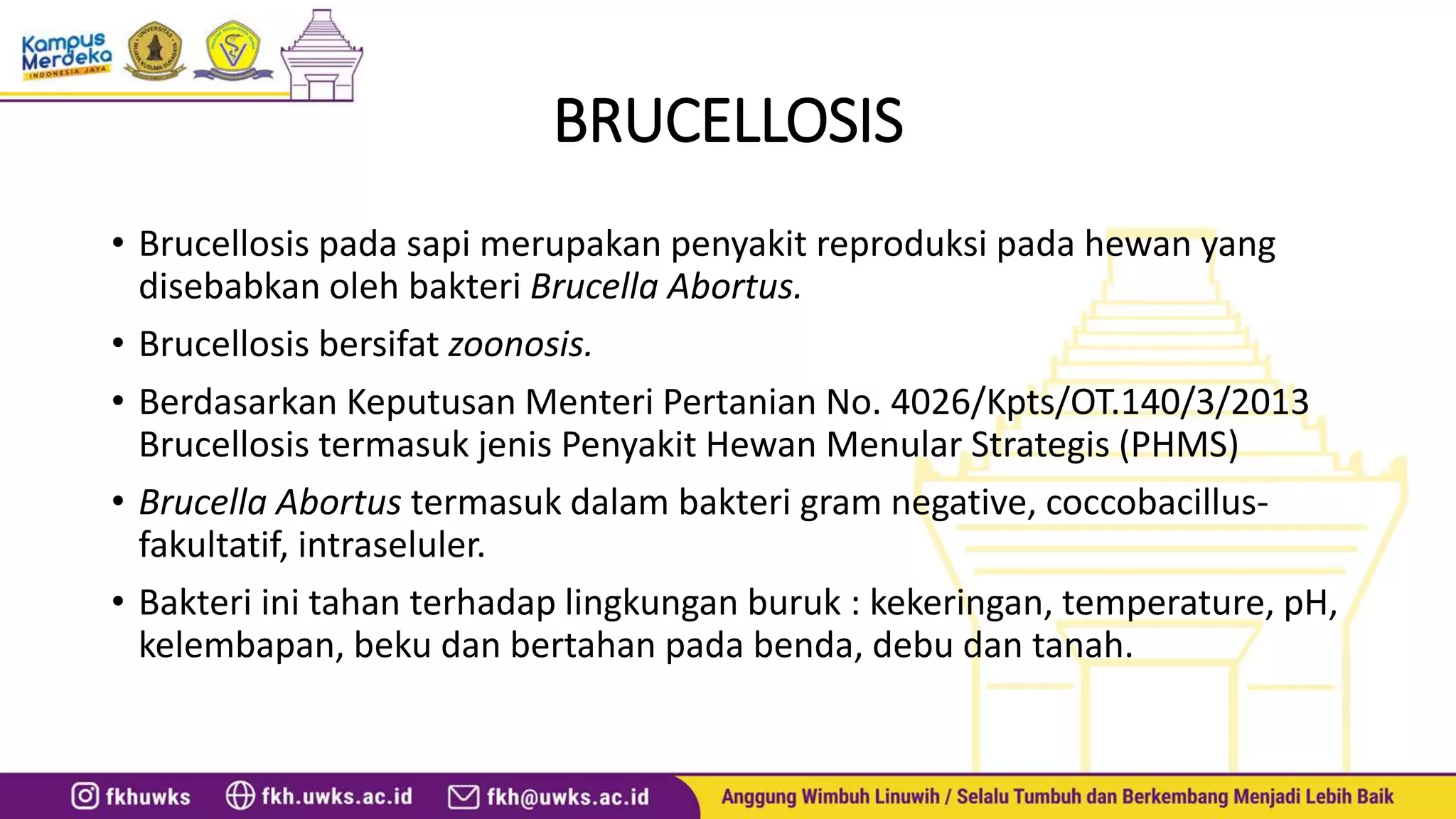 brucellosis drh ivo.pptx