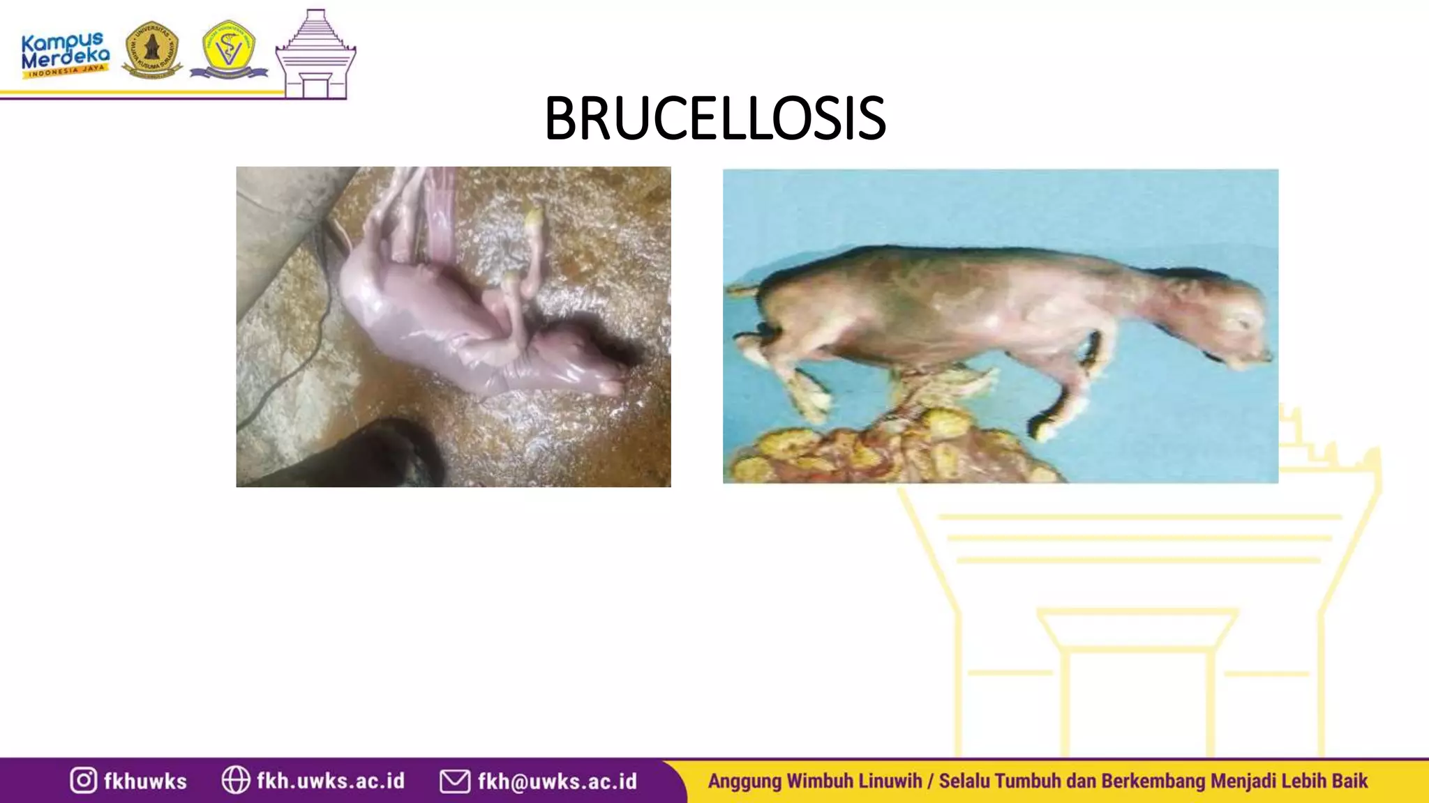 brucellosis drh ivo.pptx