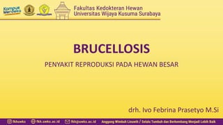 brucellosis drh ivo.pptx