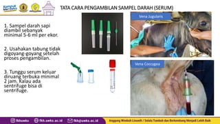 brucellosis drh ivo.pptx