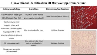 Brucellosis dx.pptx