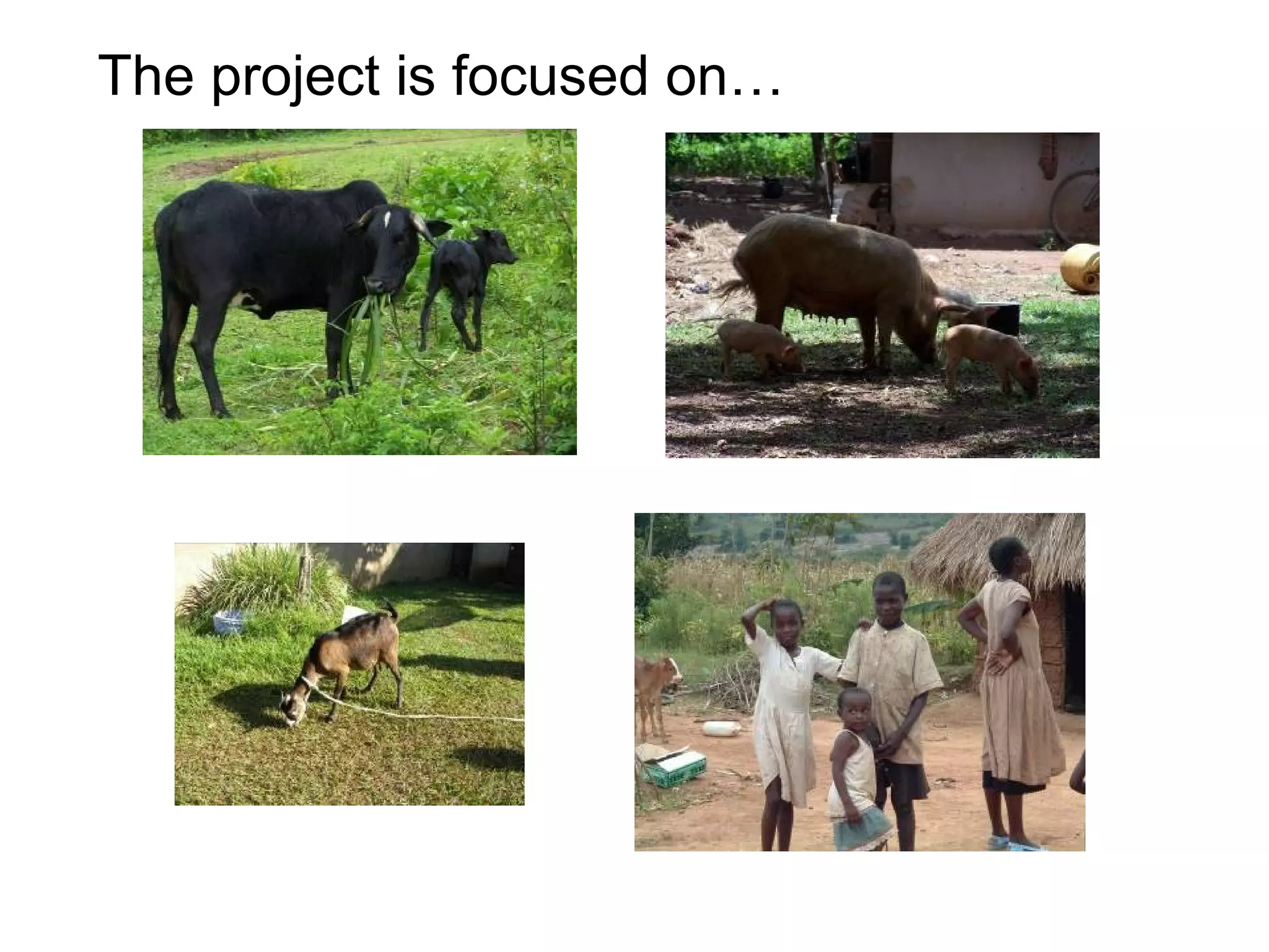 A framework for understanding zoonoses at the livestock-human interface ...