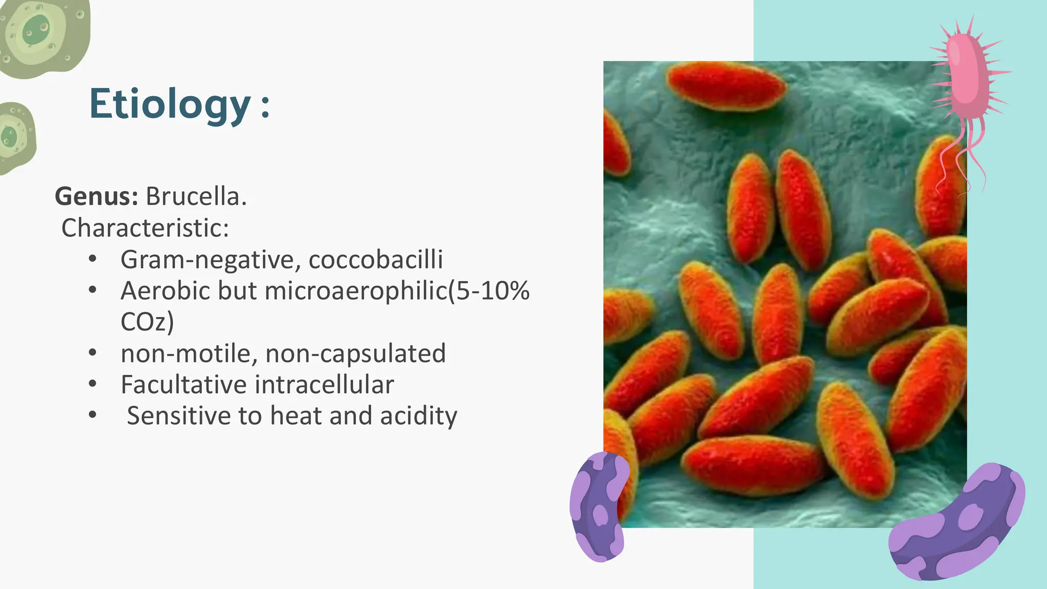 Tropical Brucellosis Presentation group2.pdf