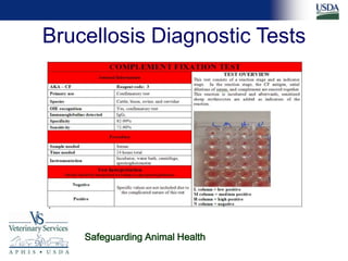 Differential diagnosis of brucellosis serologic reactions | PPTX