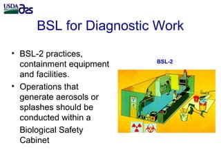 Laboratory biosafety and biosecurity issues related to Brucella ...
