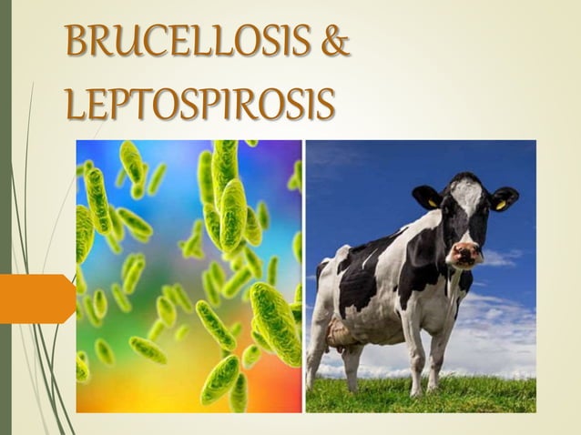 Brucellosis & leptospirosis | PPT