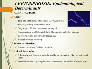 Brucellosis & leptospirosis | PPTX