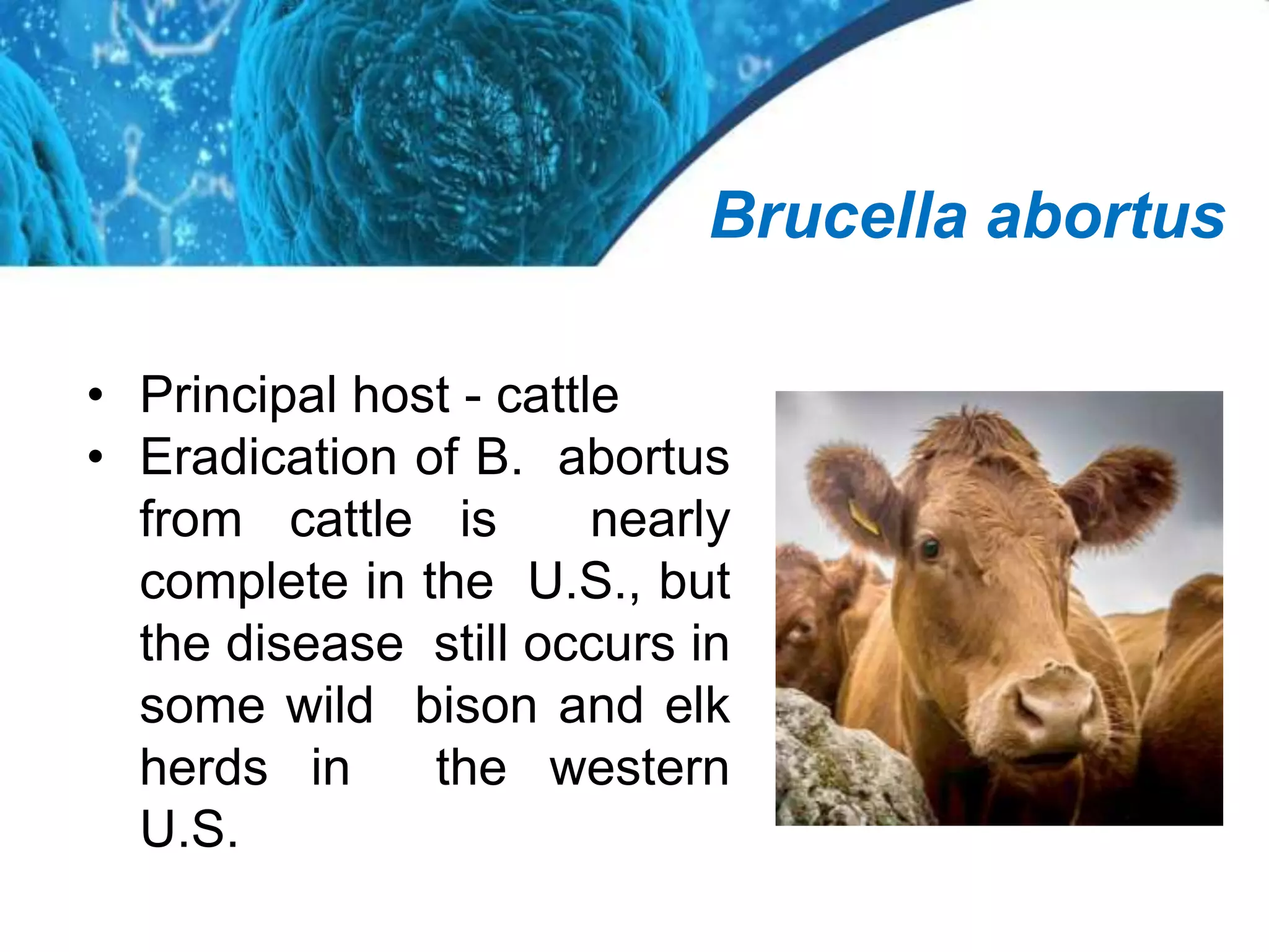 Brucellosis | PPTX | Infectious Diseases | Diseases and Conditions