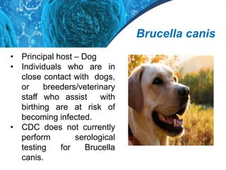 Brucellosis | PPTX | Infectious Diseases | Diseases and Conditions
